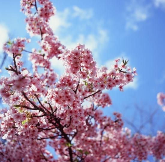 フジクローム Velvia100 120 サイズ (5本パック)お取り寄せで フジクローム Velvia100 120 サイズ (5本パック)お取り寄せで
